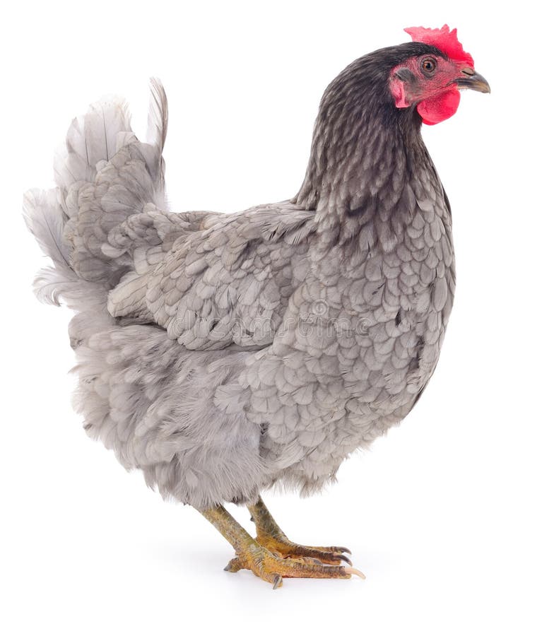 Grey hen stock image. Image of domestic, chicken, white - 22029555