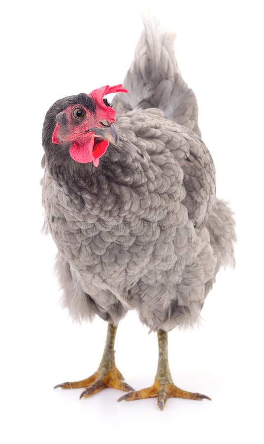 Grey hen isolated. stock image. Image of isolated, grey - 91988253