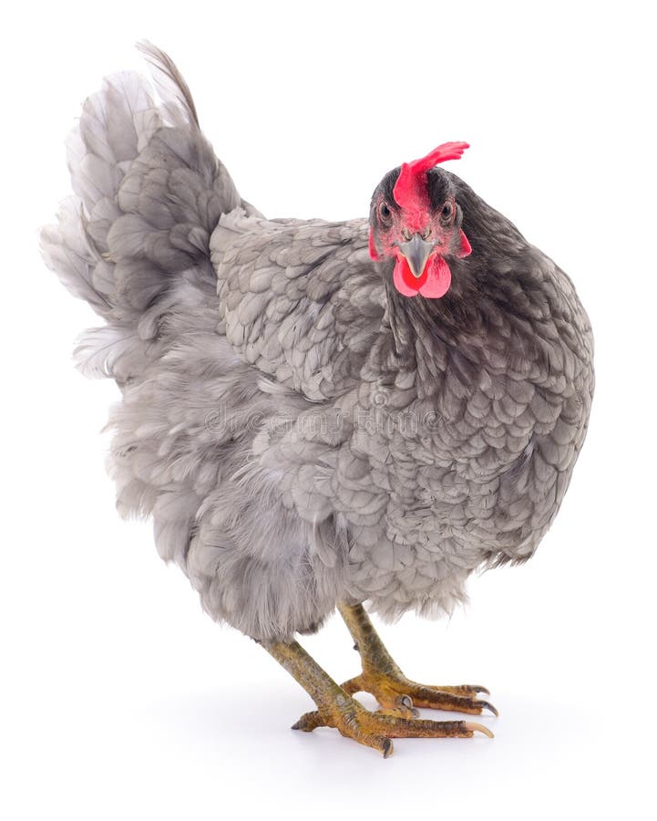 Grey hen isolated. stock photo. Image of studio, bird - 93545436