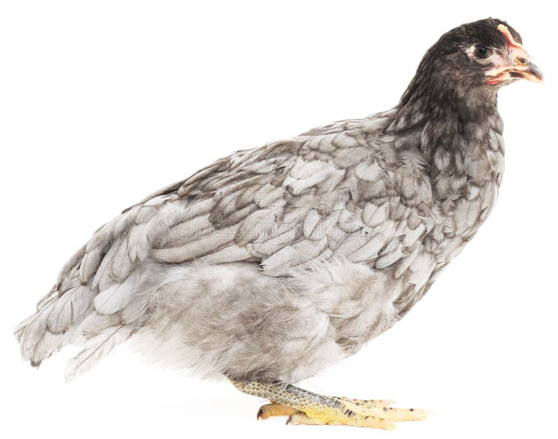 Grey hen stock image. Image of color, feathers, studio - 41487915
