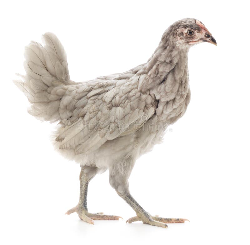 Grey hen stock image. Image of farm, studio, color, pets - 43404759