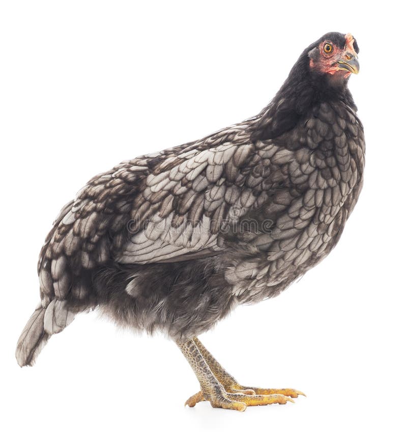 Grey hen stock image. Image of shot, livestock, pets - 46180007