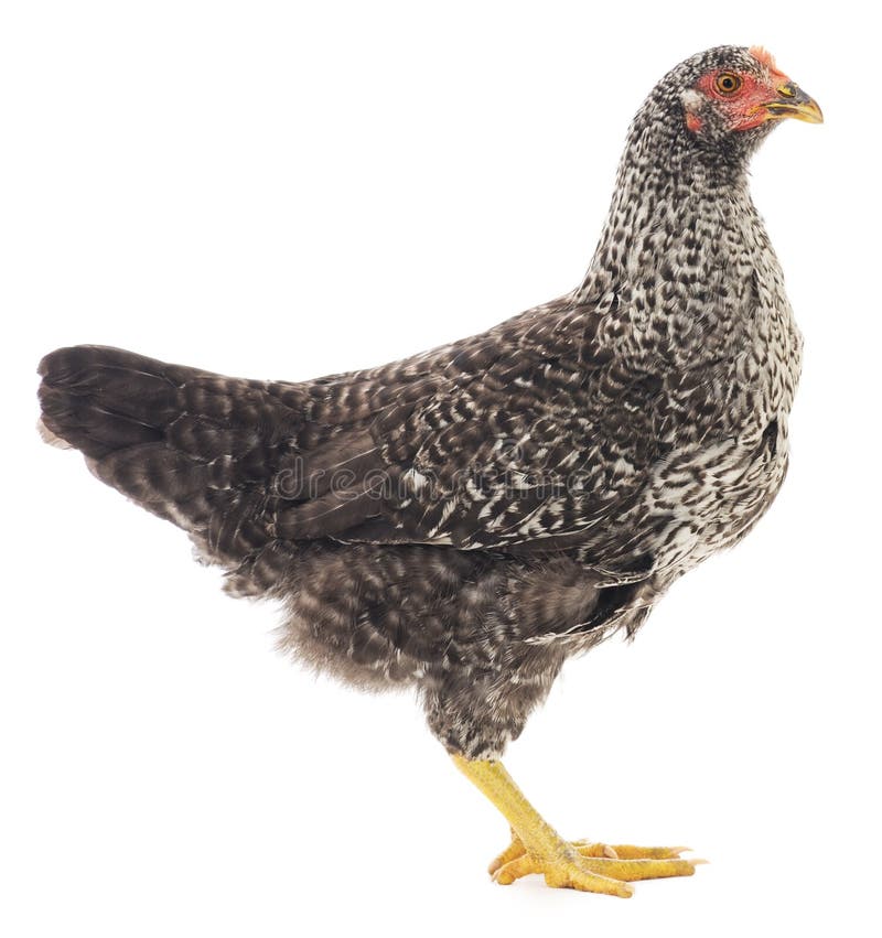 Grey hen stock photo. Image of shot, rural, bird, agriculture - 46420814
