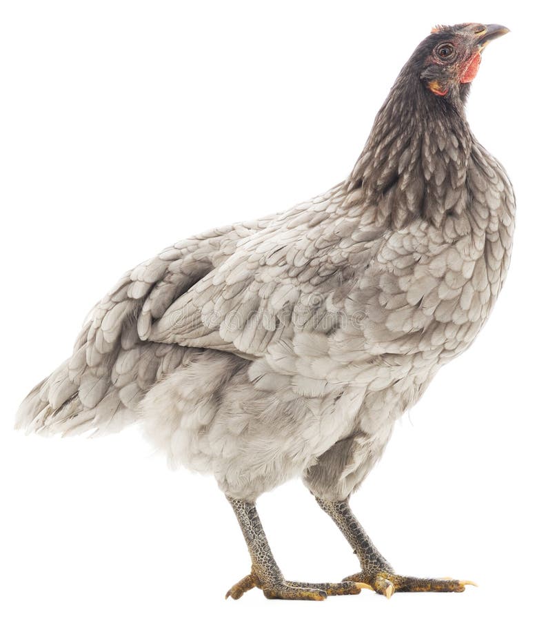 Grey hen stock photo. Image of livestock, poultry, bird - 47469658