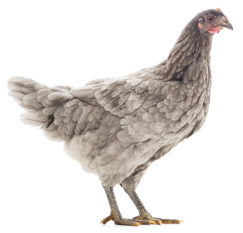 Grey hen stock photo. Image of farming, agriculture, white - 48635724