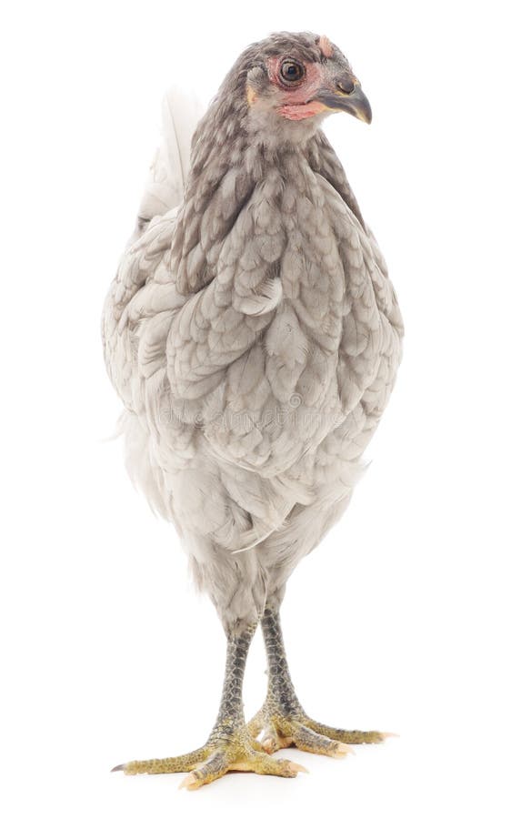 Grey hen with egg stock image. Image of agriculture, closeup - 20722097