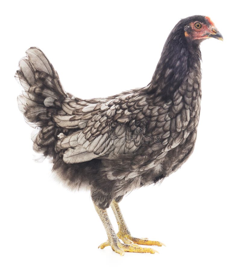Grey hen stock image. Image of bird, poultry, female - 49158403