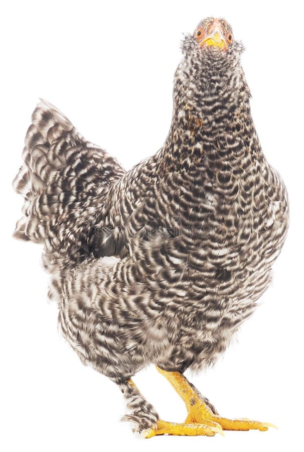 Grey hen stock photo. Image of grey, farming, nature - 49472156