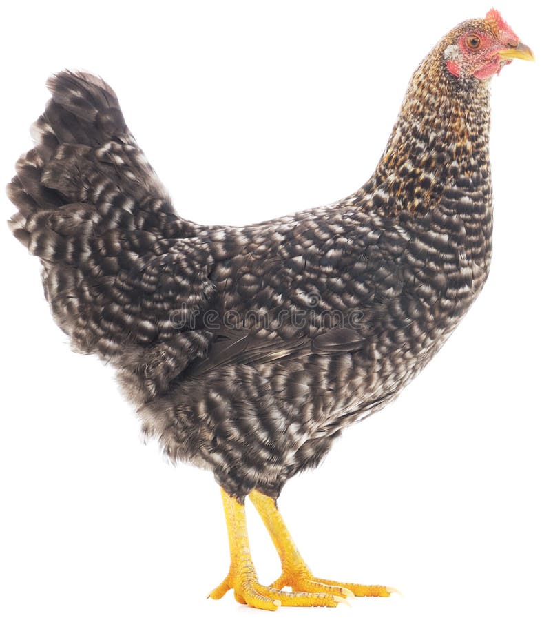 Grey hen stock photo. Image of animals, pets, color, agriculture - 49478124