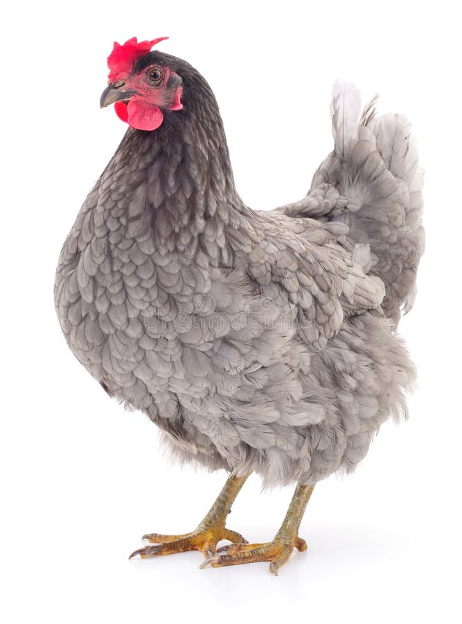 Grey hen. stock image. Image of female, nature, standing - 98216753