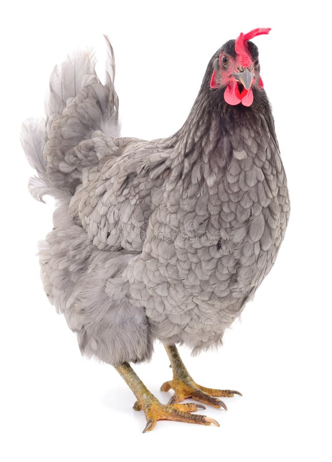 Grey hen. stock image. Image of closeup, livestock, domestic - 99018271