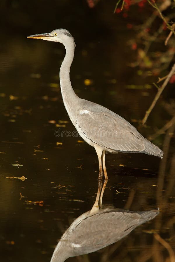 Grey heron stock photo. Image of head, color, attack - 21948606