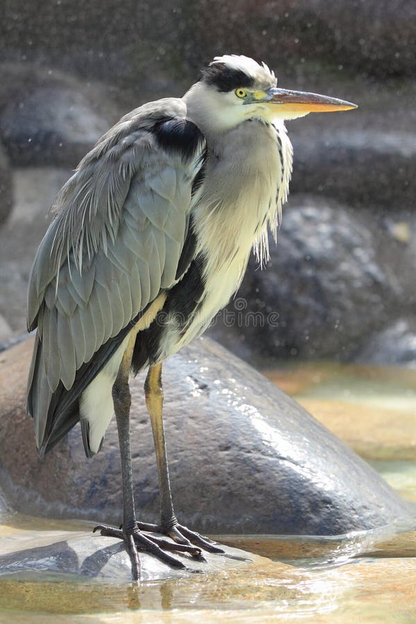 Grey heron stock photo. Image of lakes, hunter, coast - 33368582
