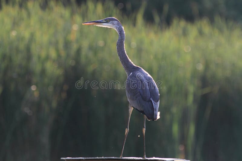 Grey Heron Ardea Cinerea Hunting Stock Photo - Image of female, pair ...