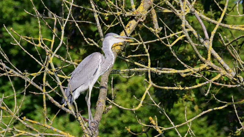 Grey Heron, Ardea Cinerea, a Massive Gray Bird Sitting on a Tree Stock ...