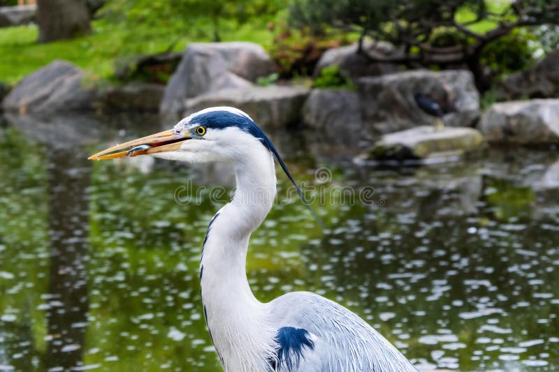 Grey Heron (Ardea Cinerea) Perched on the Stone of a Pond with a Fish ...