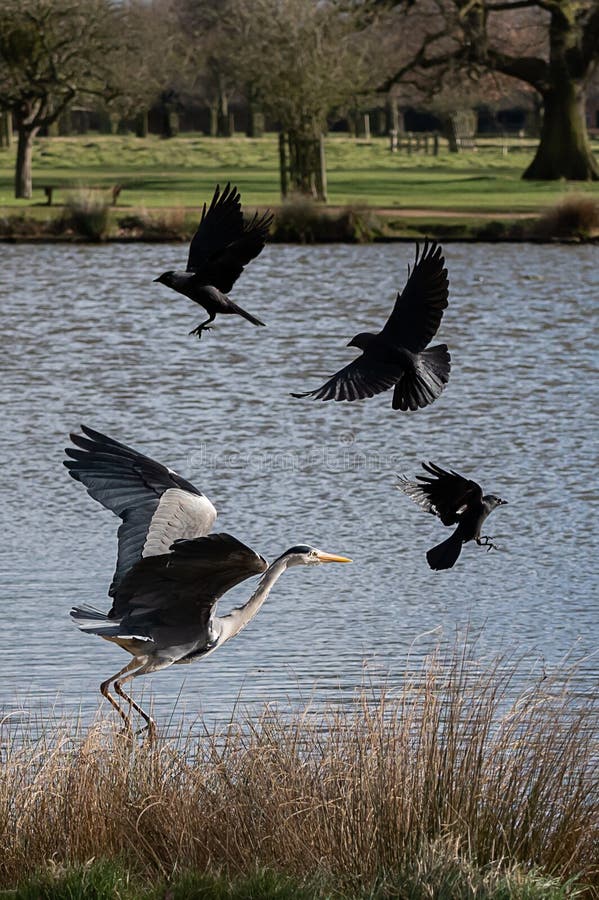 Attacking Bird Silhouette Stock Photos - Free & Royalty-Free Stock ...