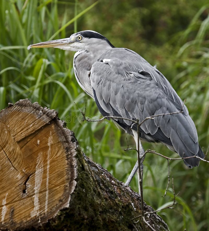 4 Leg Spreader Beam Stock Photos - Free & Royalty-Free Stock Photos ...
