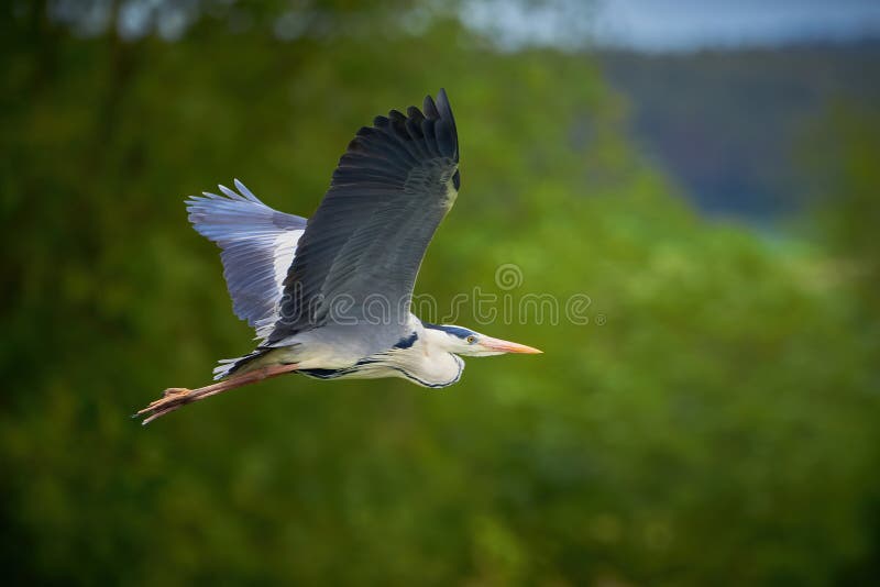 Grey heron bird in flight stock image. Image of flight - 238070261