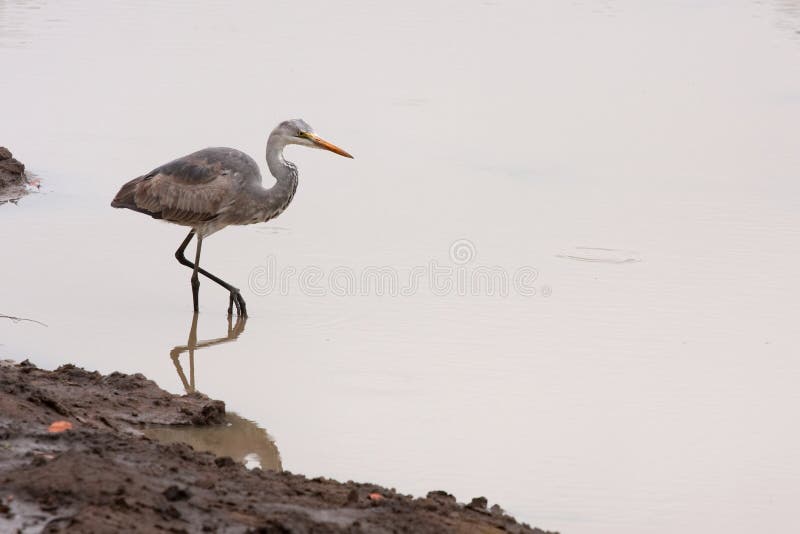 Grey heron bird water stock image. Image of kruger, tourism - 17962729