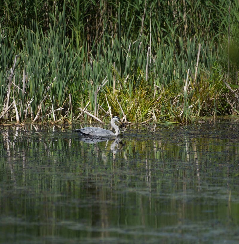 Grey Heron Eating a Fish stock photo. Image of walk - 250489920