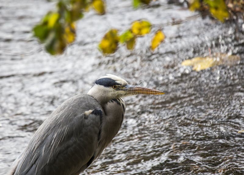 Grey Heron stock photo. Image of great, grey, green, living - 47216964