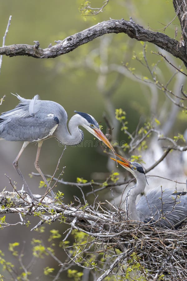 Grey Heron Feeding Chick in Nest during Spring Stock Photo - Image of ...