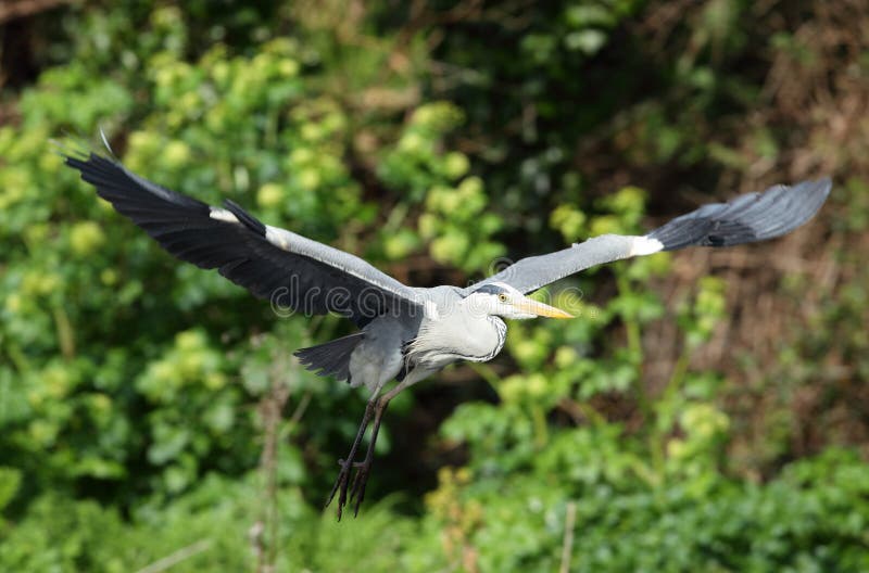 Grey heron in flight. stock image. Image of flight, plume - 23995887