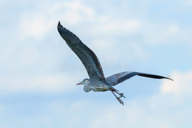 Grey Heron Flight Ardea Herodias Grey Headed Heron Flying Stock Image ...