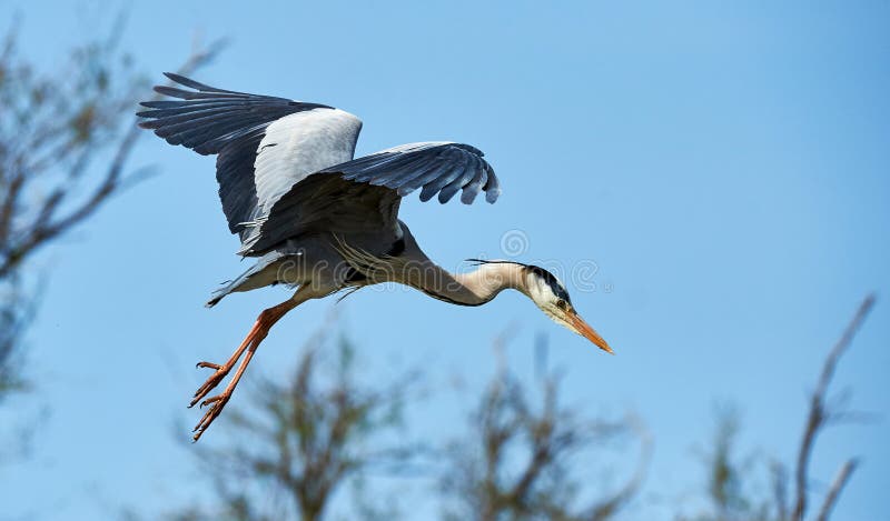 Grey heron in flight stock image. Image of african, cinerea - 80922423