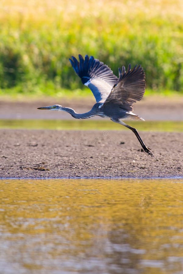 Grey Heron in flight stock image. Image of flight, avian - 63295721
