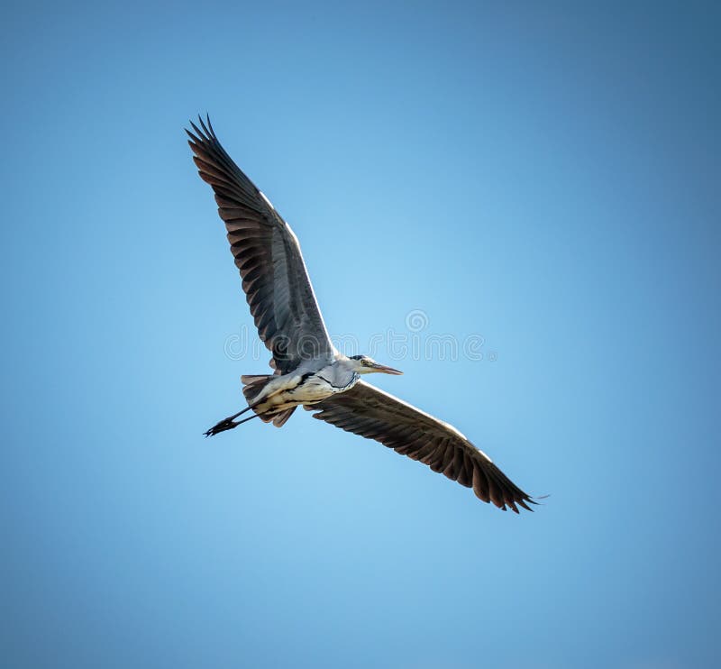 Grey heron in flight stock image. Image of freedom, laridae - 85256385