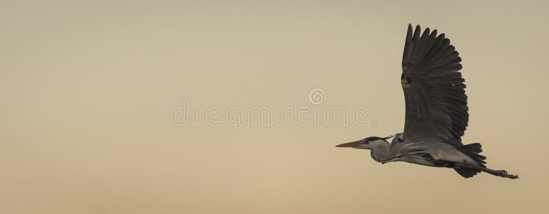 A Grey Heron in Flight at Sunset Stock Image - Image of camargue, grey ...