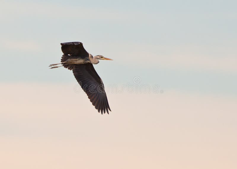 Grey Heron flying stock photo. Image of fauna, feathers - 18874196