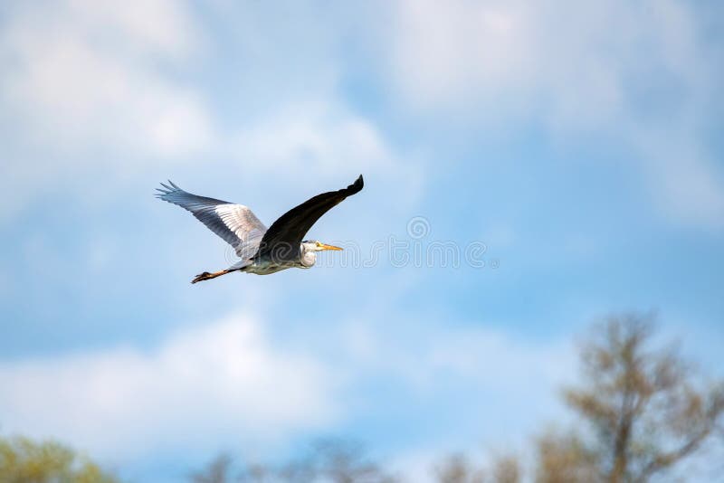 Grey Heron Flying Across the Blue Sky Stock Photo - Image of beautiful ...
