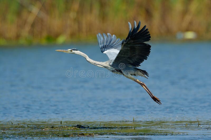 Grey Heron Flying (ardea Cinerea) Stock Photo - Image of wilderness ...