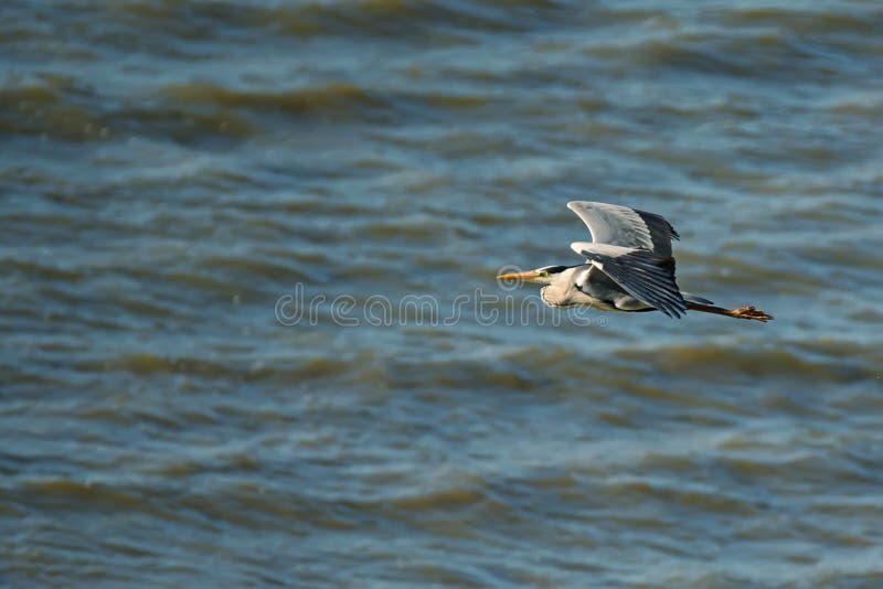 Grey heron flying stock photo. Image of symbol, migrate - 96913876