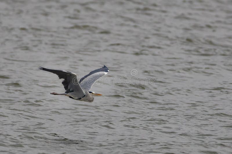 Grey heron flying stock image. Image of animal, seabird - 197194083
