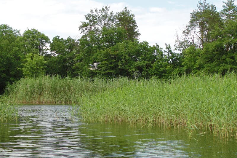 Grey Heron Flying Over Calm River, Green Reeds and Trees Stock Photo ...
