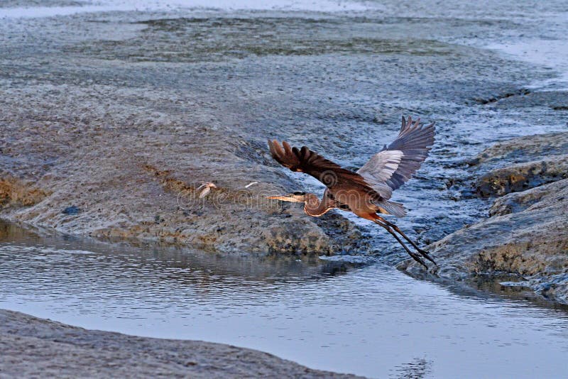 A Grey Heron Flying stock image. Image of grey, group - 99554031