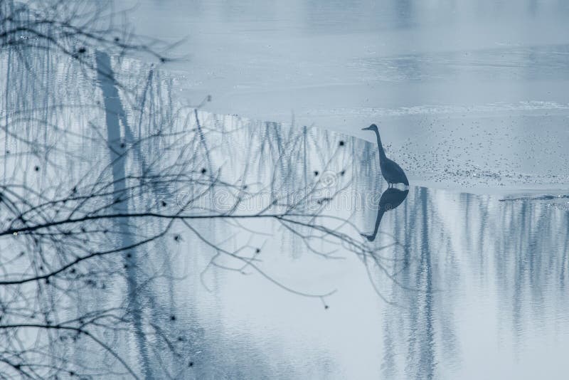 Grey Heron Frozen Lake at Winter. Winter Lake Scene Stock Photo - Image ...