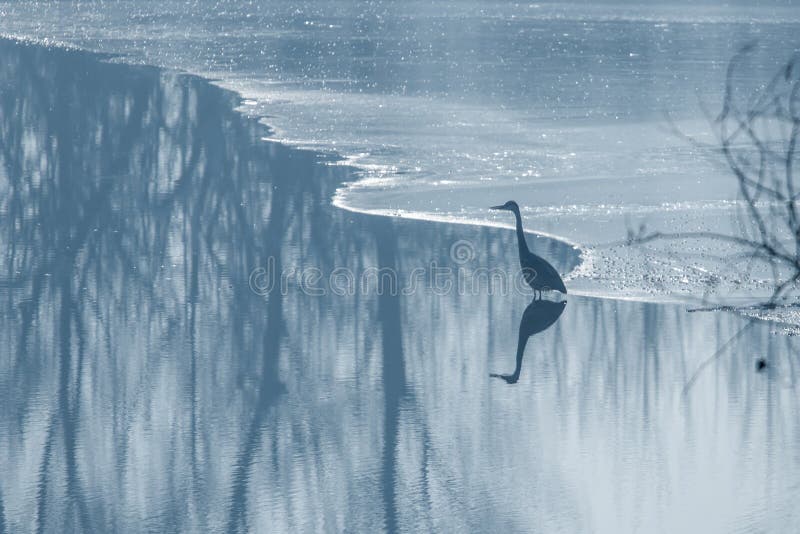 Grey Heron Frozen Lake at Winter. Winter Lake Scene Stock Photo - Image ...