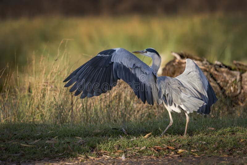 The bird has landed stock photo. Image of natural, heron - 298265928