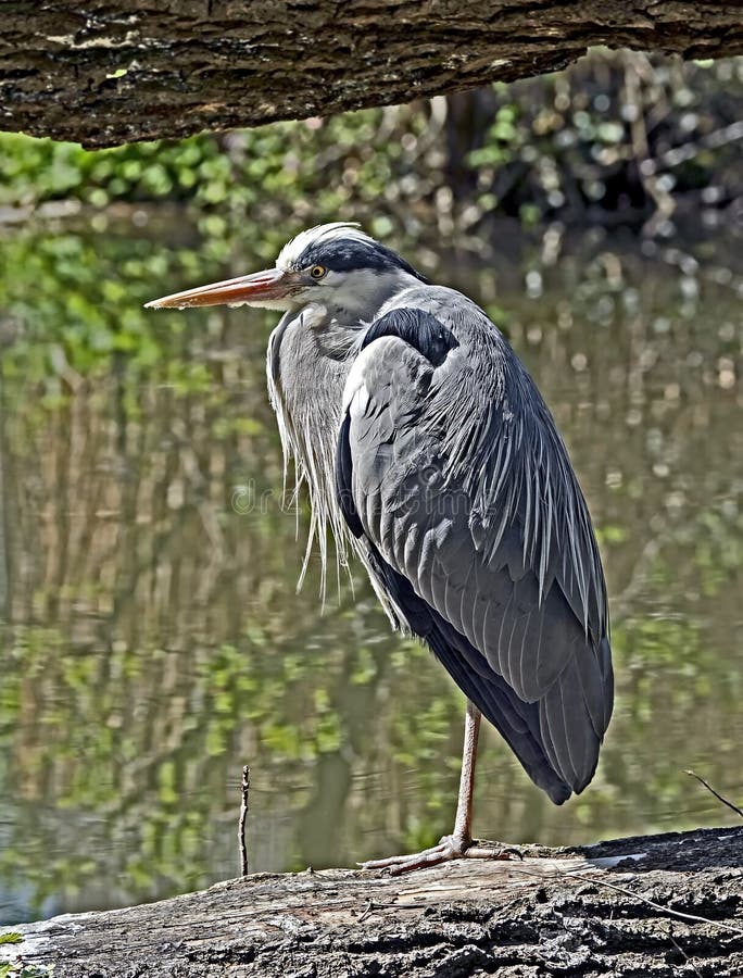 Grey heron 10 stock photo. Image of animal, heron, nice - 53514730