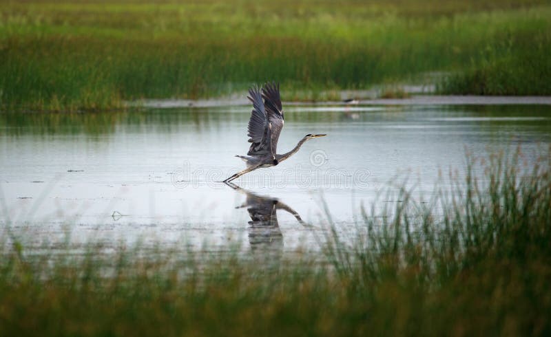Grey Heron Lean To Take Off Stock Photo - Image of green, cinerea: 99730396