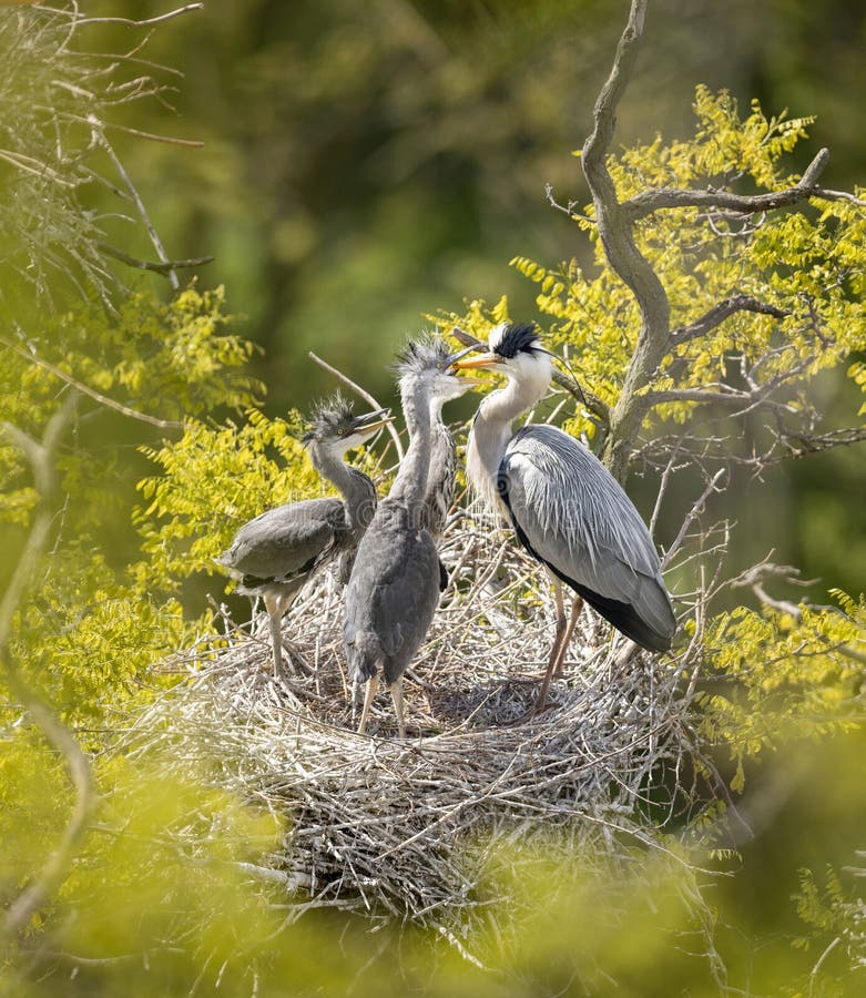 Grey Heron on the Nest. Heron Feed the Chicks. Bird Watching in Europe ...