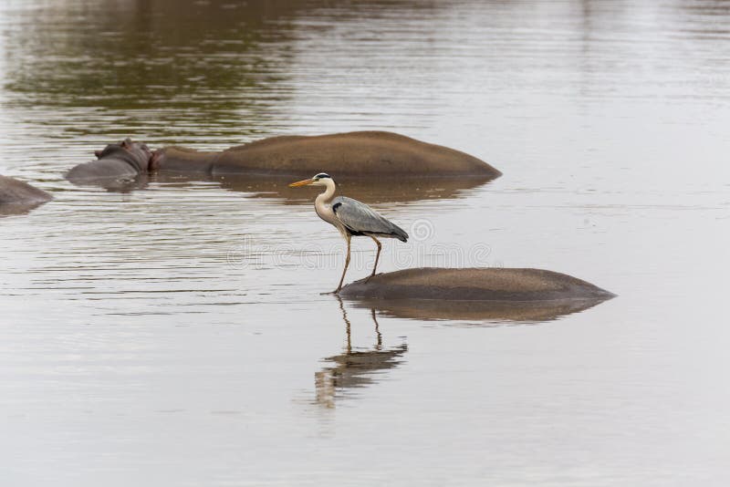 Reiger op Hippo stock foto. Image of kruger, wild, afrika - 22171728