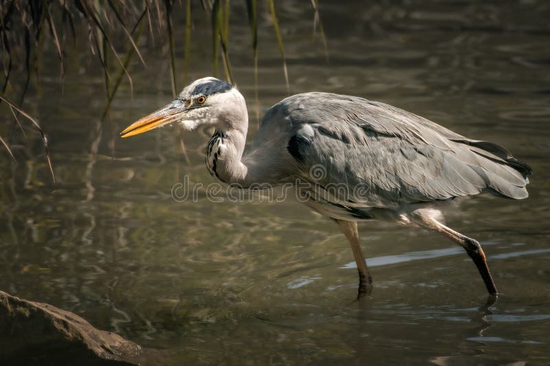 Grey Heron Standing in a Shallow Pool of Water. Stock Photo - Image of ...