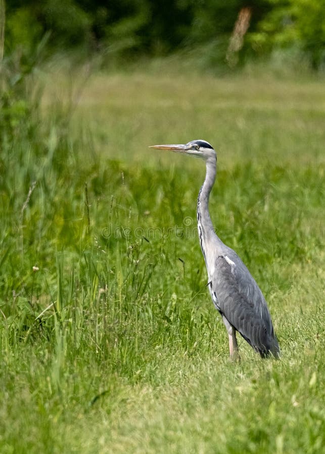 A Grey Heron Standing and Watching in the Field Stock Photo - Image of ...