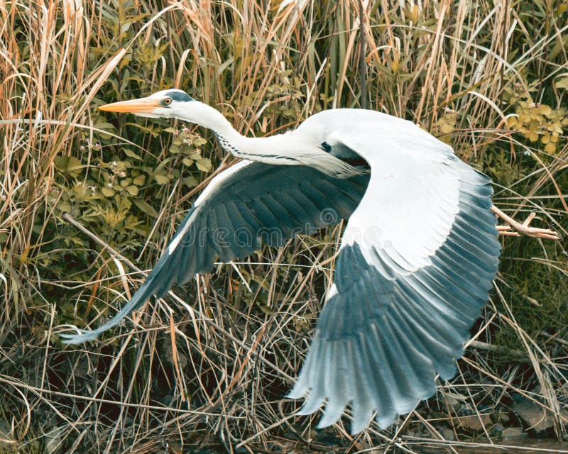 Grey Heron Takes Off from the Water Stock Photo - Image of flight, bird ...